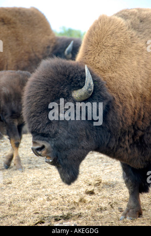 Plains Bison Buffalo at Alaska Wildlife Conservation Center AWCC near ...