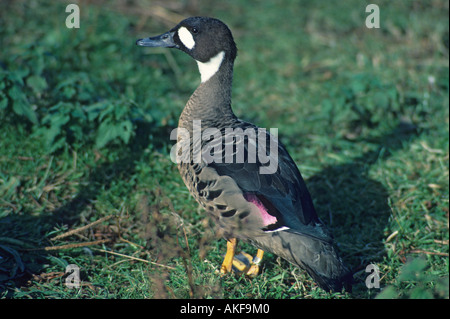 Bronze-winged Duck (Anas specularis) 'Spectacled Duck', standing Stock ...