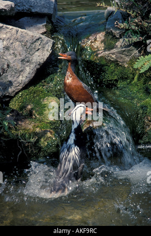 Torrent duck (Merganetta armata) Pair in fast flowing water, calling (S ...