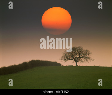 Sunrise with isolated tree silhouette Stock Photo - Alamy