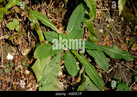 A leaf rosette of teasel (Dipsacus fullonum) in spring Stock Photo - Alamy