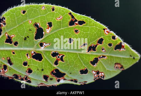 Capsid Bug damage on an apple on the tree Stock Photo - Alamy