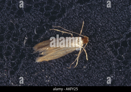 Common clothes moths (Tineola bisselliella) on adhesive strips of a ...