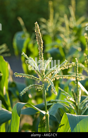 sweetcorn stem with tufts of flowers on Stock Photo - Alamy