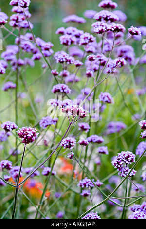 Verbena bonariensis decorative stems and purple flowers clusters ...