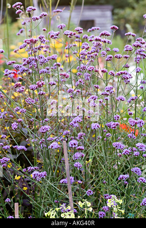 Verbena bonariensis decorative stems and purple flowers clusters ...