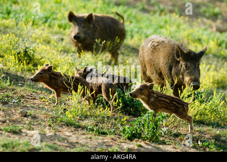 wild boar sausage, san gimignano, tuscany, italy Stock Photo: 14819714 ...