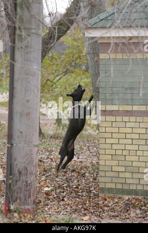 dog barking up a tree chased a squirrel Stock Photo - Alamy