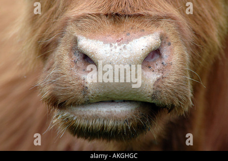 Angus Bull Nose Stock Photo - Alamy