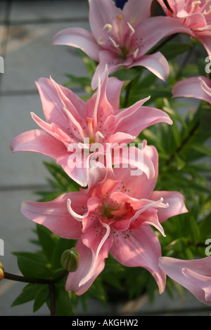 LILIUM ELODIE. LILY Stock Photo - Alamy
