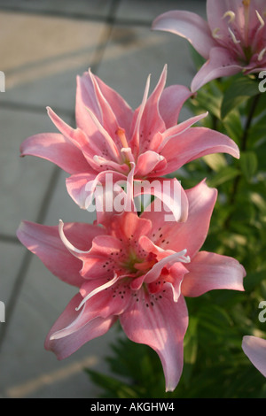 LILIUM ELODIE. LILY Stock Photo - Alamy