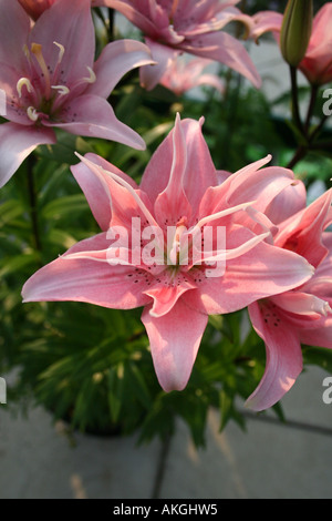 LILIUM ELODIE. LILY Stock Photo - Alamy