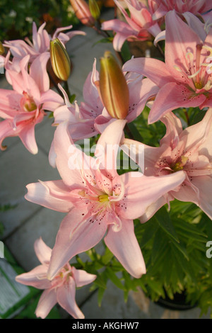LILIUM ELODIE. LILY Stock Photo: 8569175 - Alamy