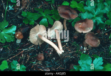 Toxic or Poisonous Fungi or Mushrooms, Inocybe langinella Stock Photo ...