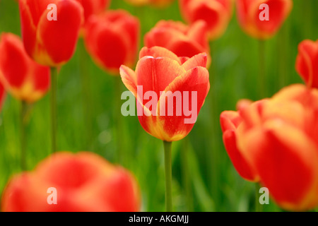 Darwin tulip "Vivex Stock Photo - Alamy