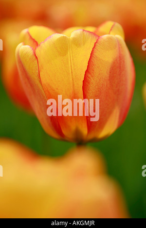 Darwin tulip "Springfield Stock Photo - Alamy