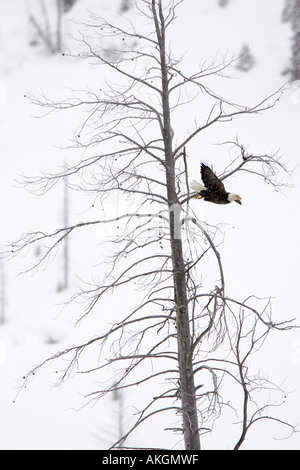 Bald eagle in the winter flying over the ocean with the waves crashing ...