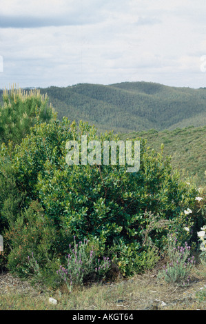 strawberry tree (Arbutus unedo Stock Photo - Alamy