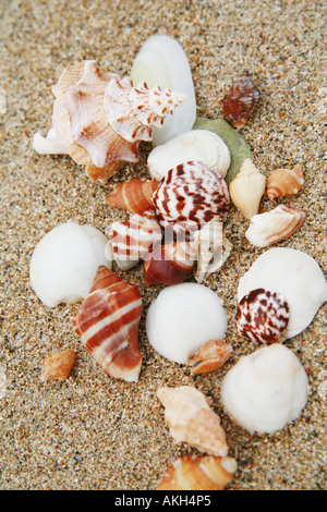 beautiful shells on very nice beach Stock Photo - Alamy