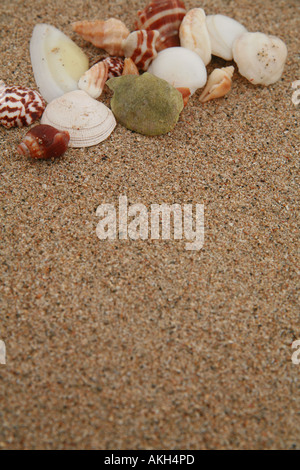 beautiful shells on very nice beach, focus in on the shells (shallow ...