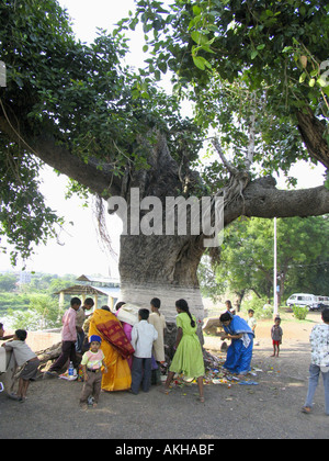 Wat Pournima, Vat Purnima, Vat Savitri, Purnima Vrat, banyan tree pooja ...