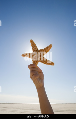 Starfish / Star Fish / Sea Stars and Mussels, Haida Gwaii (Queen ...
