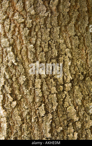 Banksia Integrifolia tree Stock Photo - Alamy