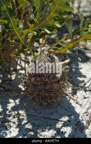 Creeping banksia (Banksia repens), Western Australian endemic plant ...
