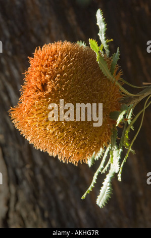 Banksia baueri, Woolly Banksia Stock Photo - Alamy