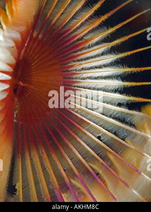 Split crowned tube worm Stock Photo - Alamy