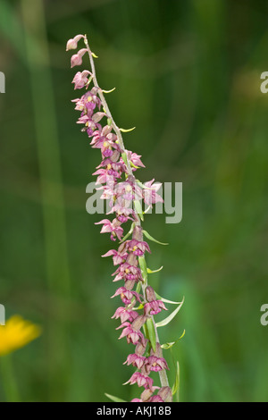 Broad-leaved helleborine (Epipactis helleborine), Orchidaceae Stock ...