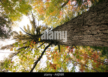 Michigan white pine McMahon Lake Forest Preserve Michigans Upper ...