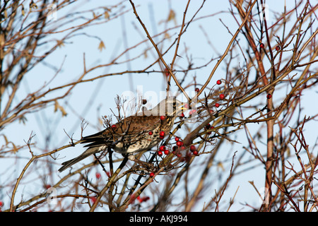 Fieldfare eating berries with a blue sky background Stock Photo - Alamy