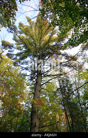 Michigan white pine McMahon Lake Forest Preserve Michigans Upper ...