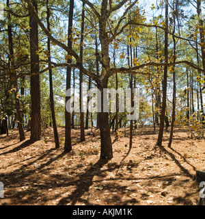 Standing below tall Pine trees looking up to the sky with Stock Photo ...