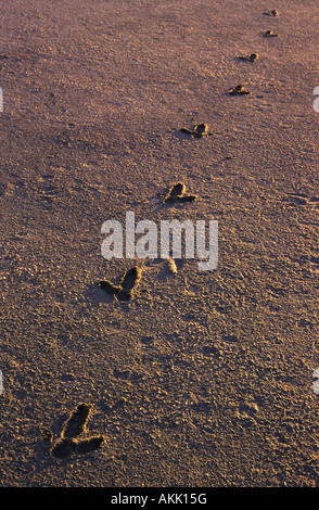 Emu footprints in mud South Australia Stock Photo - Alamy