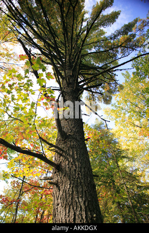 Michigan white pine McMahon Lake Forest Preserve Michigans Upper ...