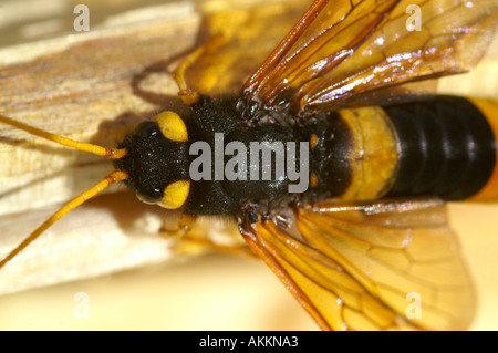 Wood wasp or horntail Uroceras gigas larva in rotted timber Stock Photo ...