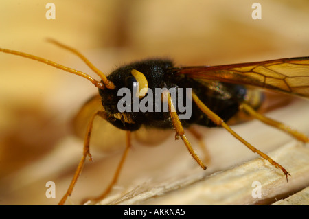 giant wood wasp, giant horntail, greater horntail (Urocerus gigas Stock ...