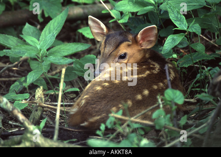 Muntjac Deer (Muntiacus reevesi). Fawn, showing dilation of pre-orbital ...