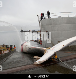 Hunted Fin Whale Stock Photo - Alamy