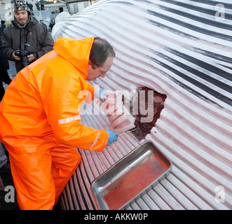 Scientist taking sample of meat with Blubber, Fin Whale Stock Photo - Alamy