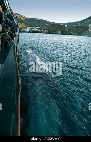 Whale trawler Hvalur 9 Stock Photo - Alamy