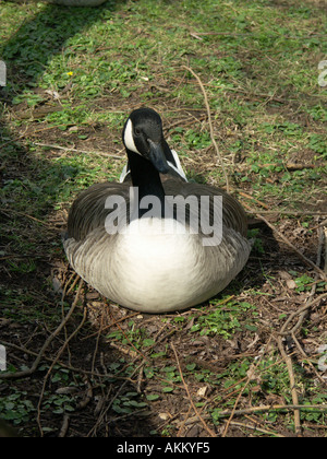 White Goose sat on grass staring forward Stock Photo - Alamy
