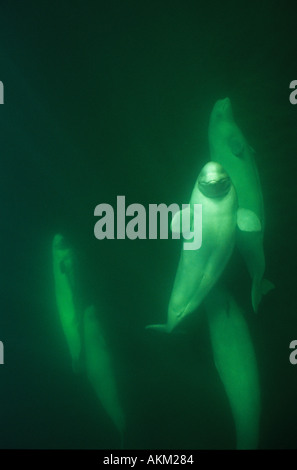 Beluga (Delphinapterus leucas) whale pod molt in freshwater shallows ...