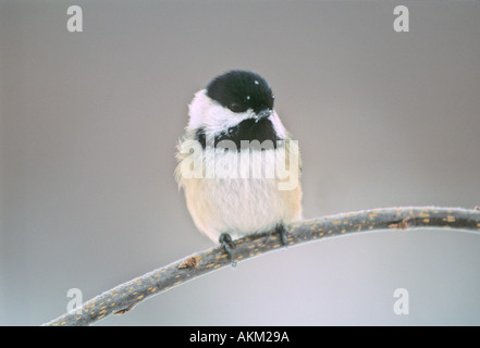 Chickadee close-up front view perched on a branch with a blur forest ...