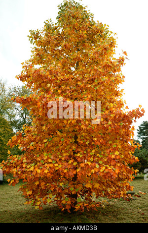 Dying sycamore leaves (Acer pseudoplatanus). The leaves are folding ...