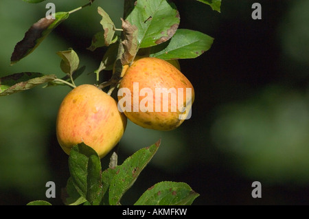 Apple Orchard in Normandy, France Stock Photo - Alamy