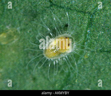 A castor whitefly Trialeurodes ricini pupa and scale on a castor leaf ...