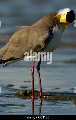 Masked lapwing (Vanellus miles), group in flight, along the Australian ...